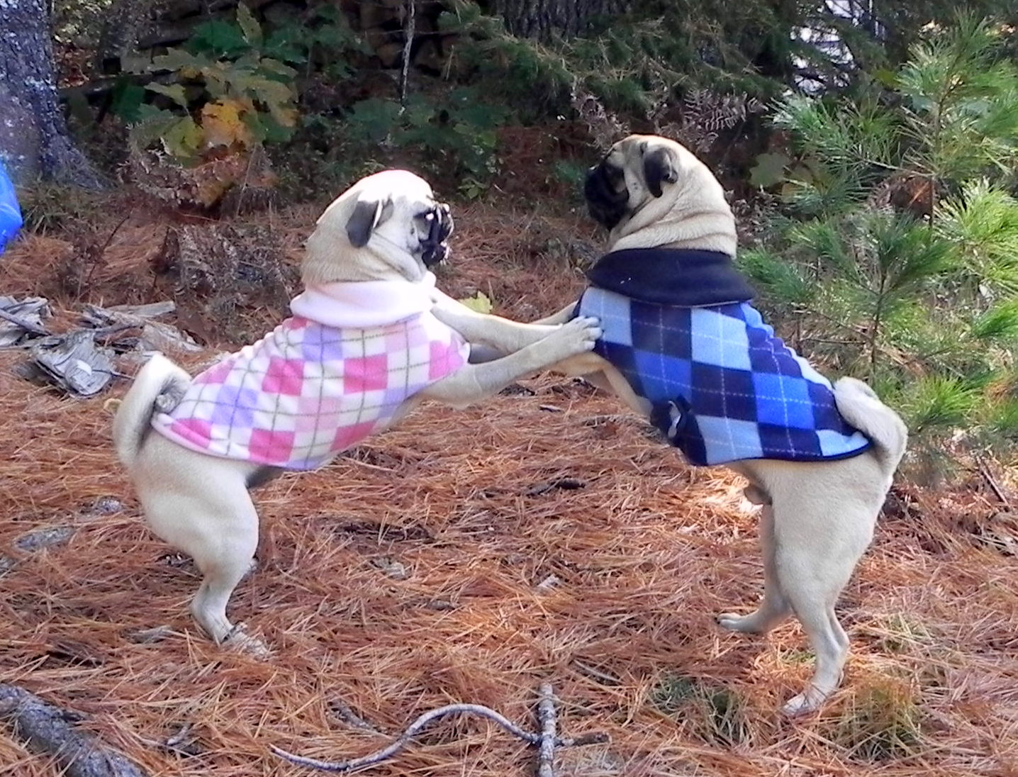 Collections – Pug Snuggly