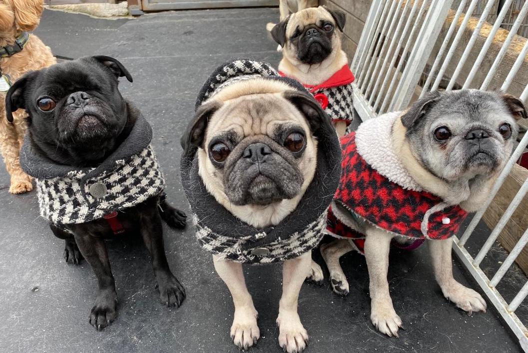 Pug Snuggly by Yogi. Jackets designed to fit the pug figure.