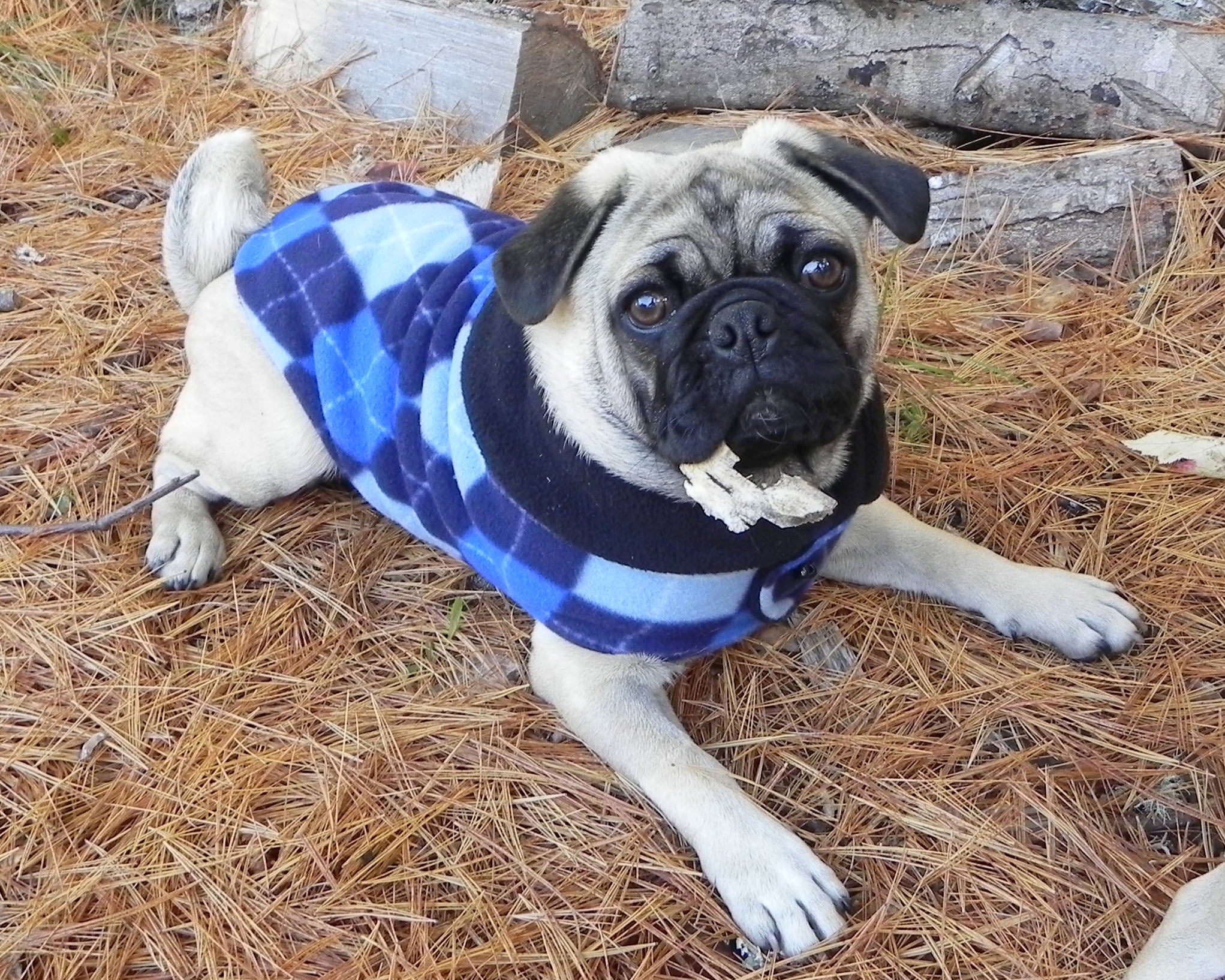 Fleece Collection – Pug Snuggly