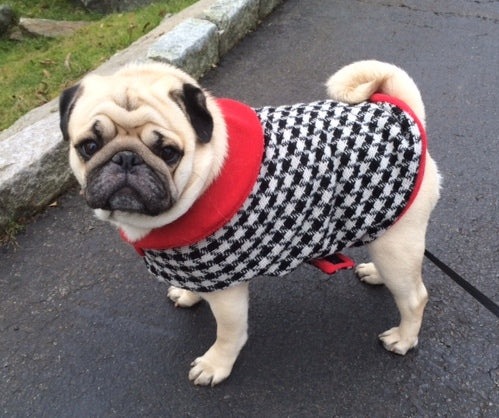 Wool Classics – Pug Snuggly